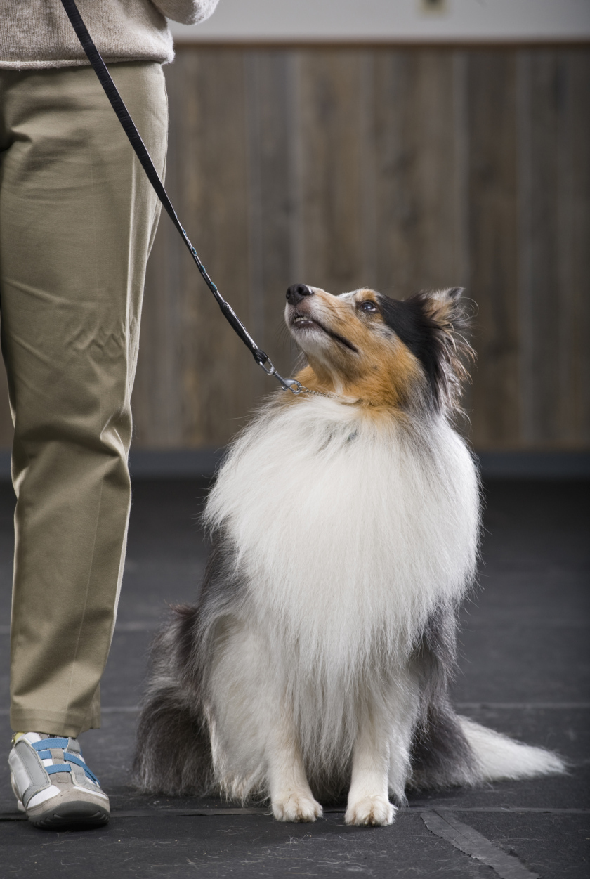 Top 10 Dog Training Ideas for Newbie Owners